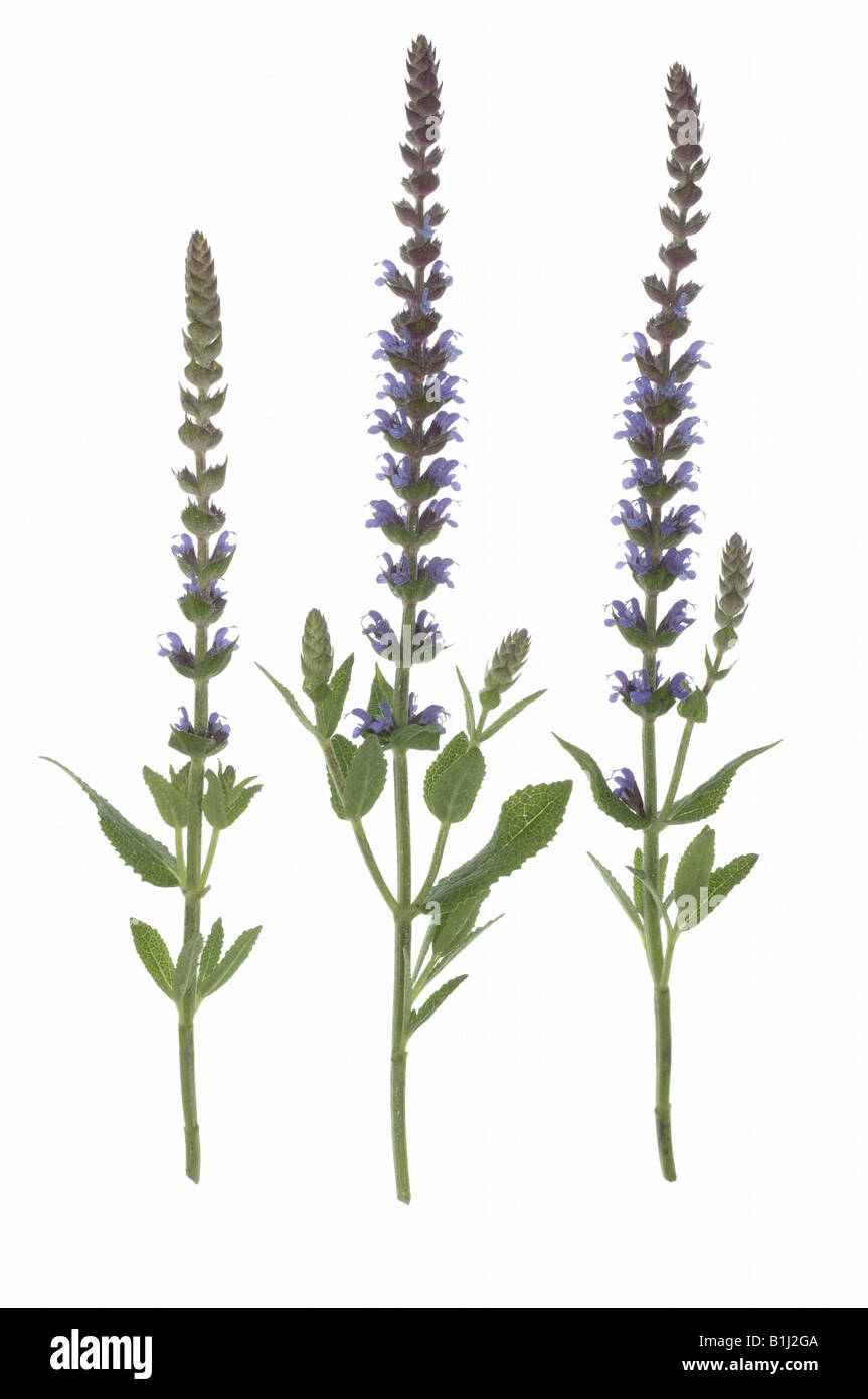 Lavender flowering Cut Out Stock Images & Pictures - Alamy