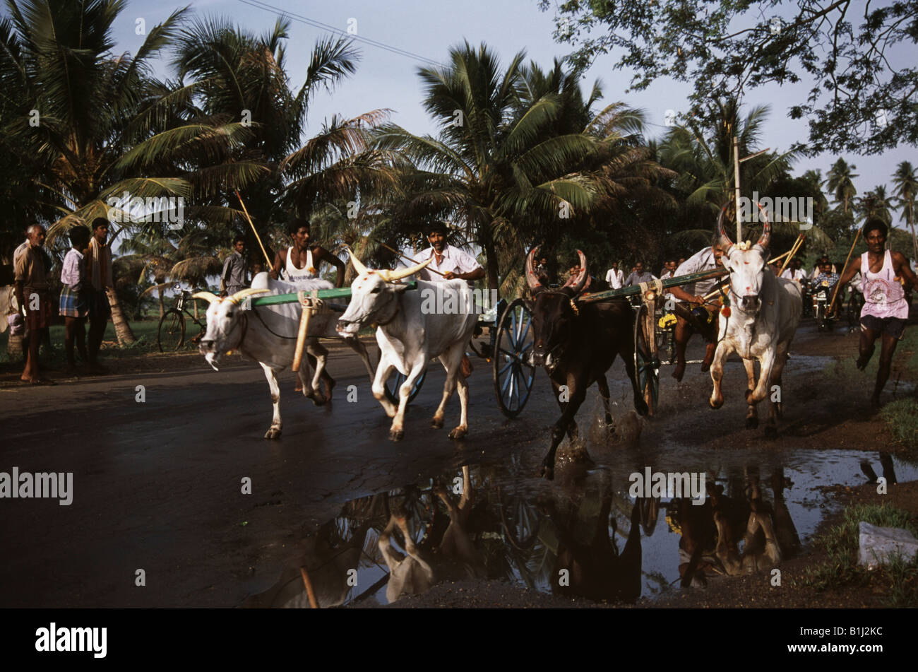 People participating in a traditional bullock cart race, Madurai, Tamil ...