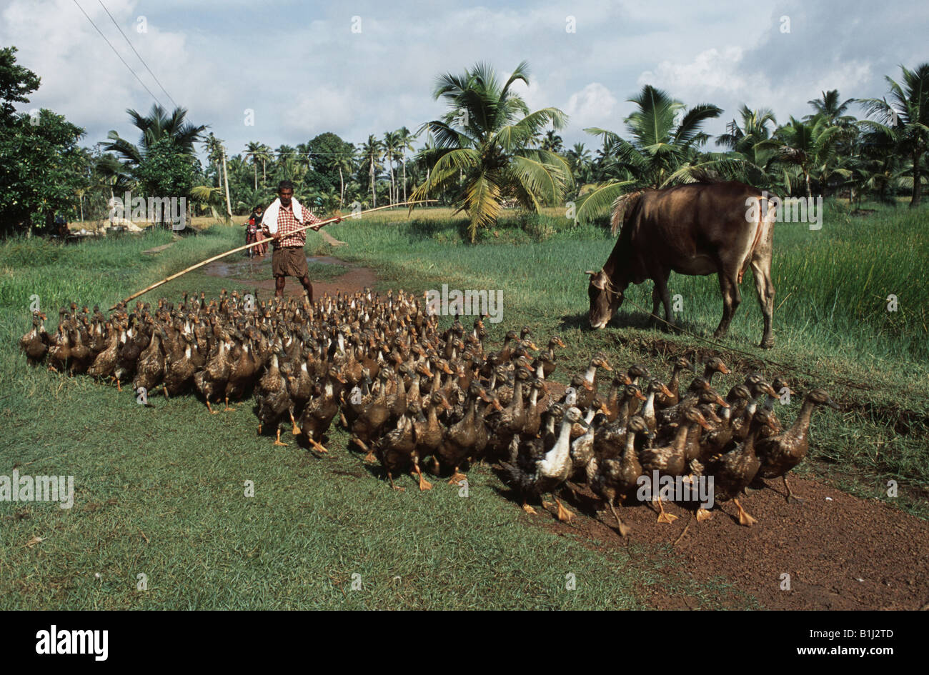Man herding a flock of ducks, Kuttanad, Alappuzha District, Kerala ...