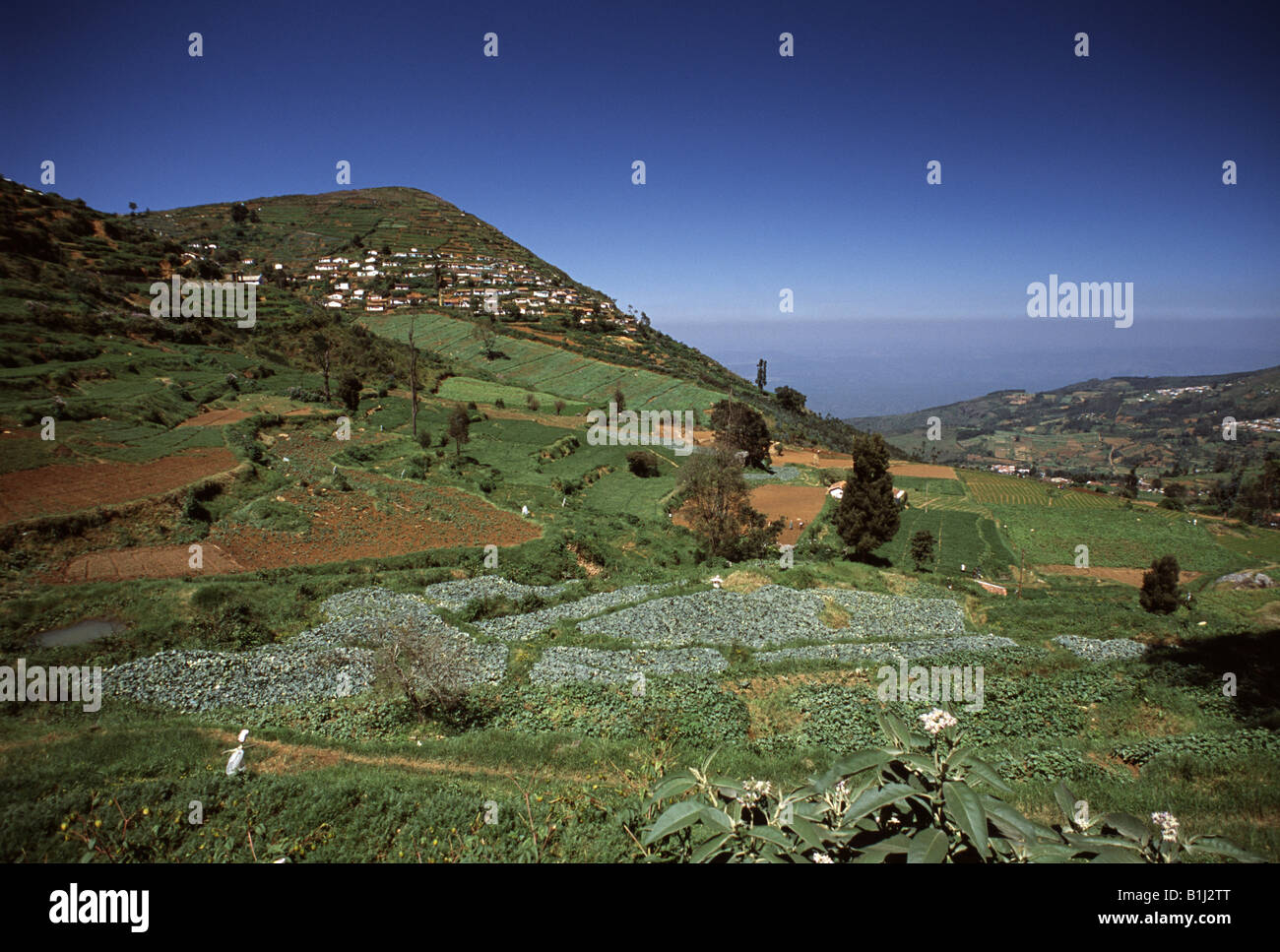 Panoramic view of a rolling landscape, Kalhatty Slopes, Nilgiris ...