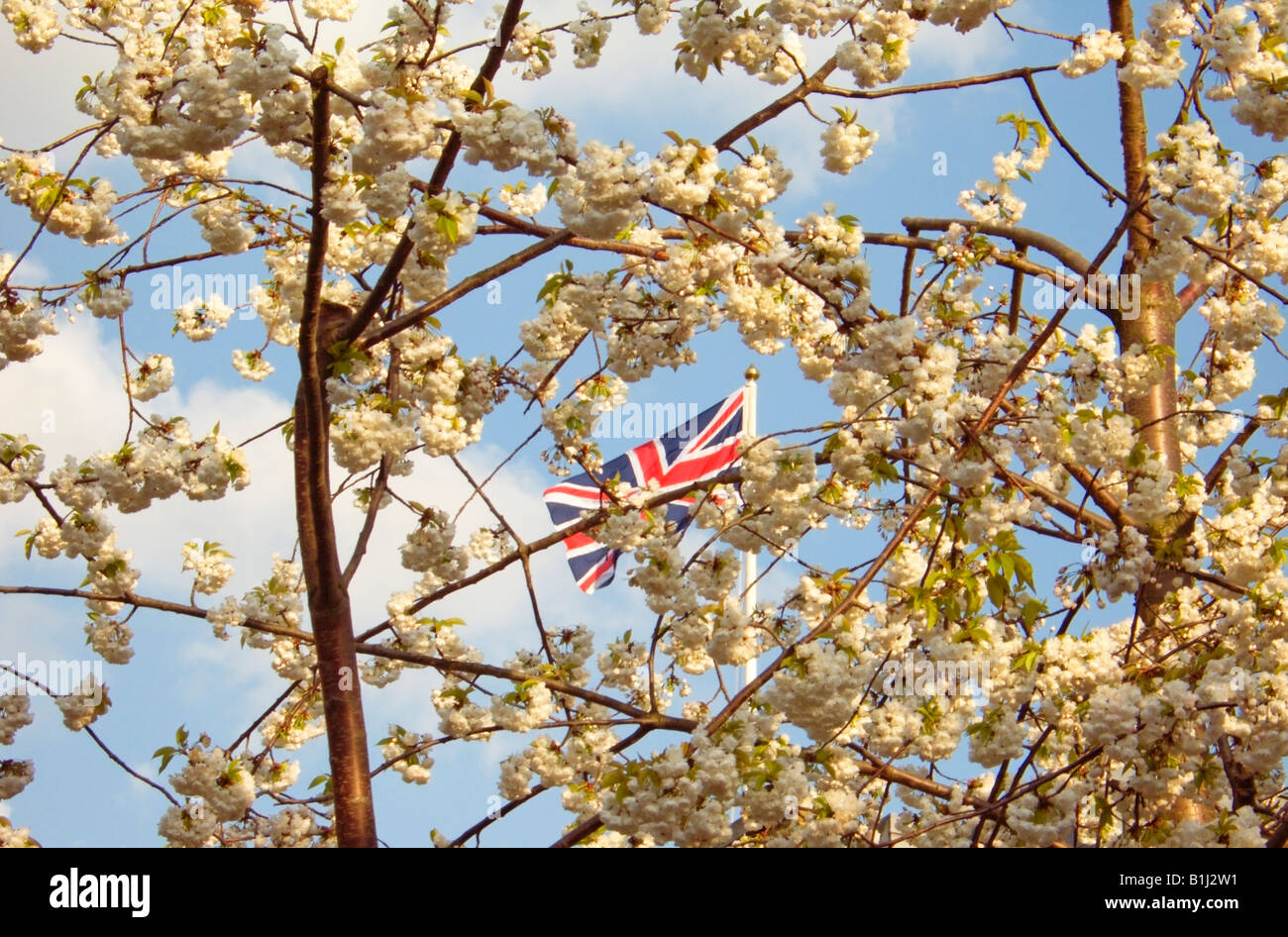 Spring Blossom along Thames Path Rotherhithe Bermondsey River Walk ...