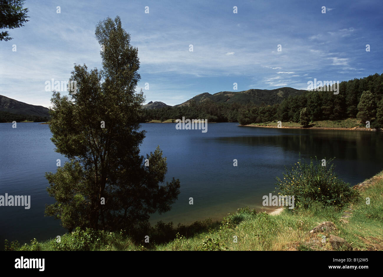 Trees near a lake, Mukurthi Lake, Mukurthi National Park, Nilgiris ...
