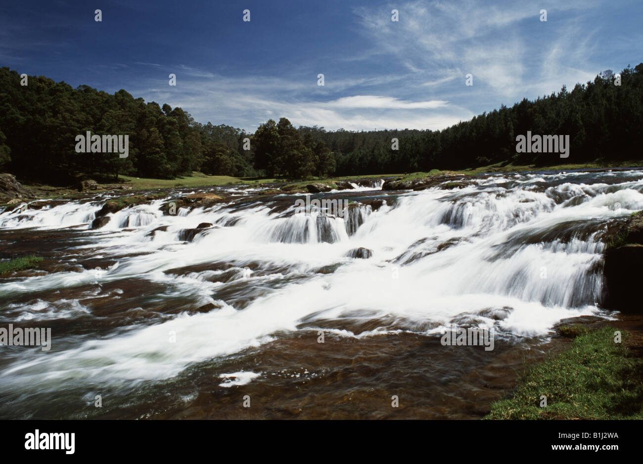 River flowing in a forest, Pykara Falls, Nilgiris District, Tamil Nadu ...