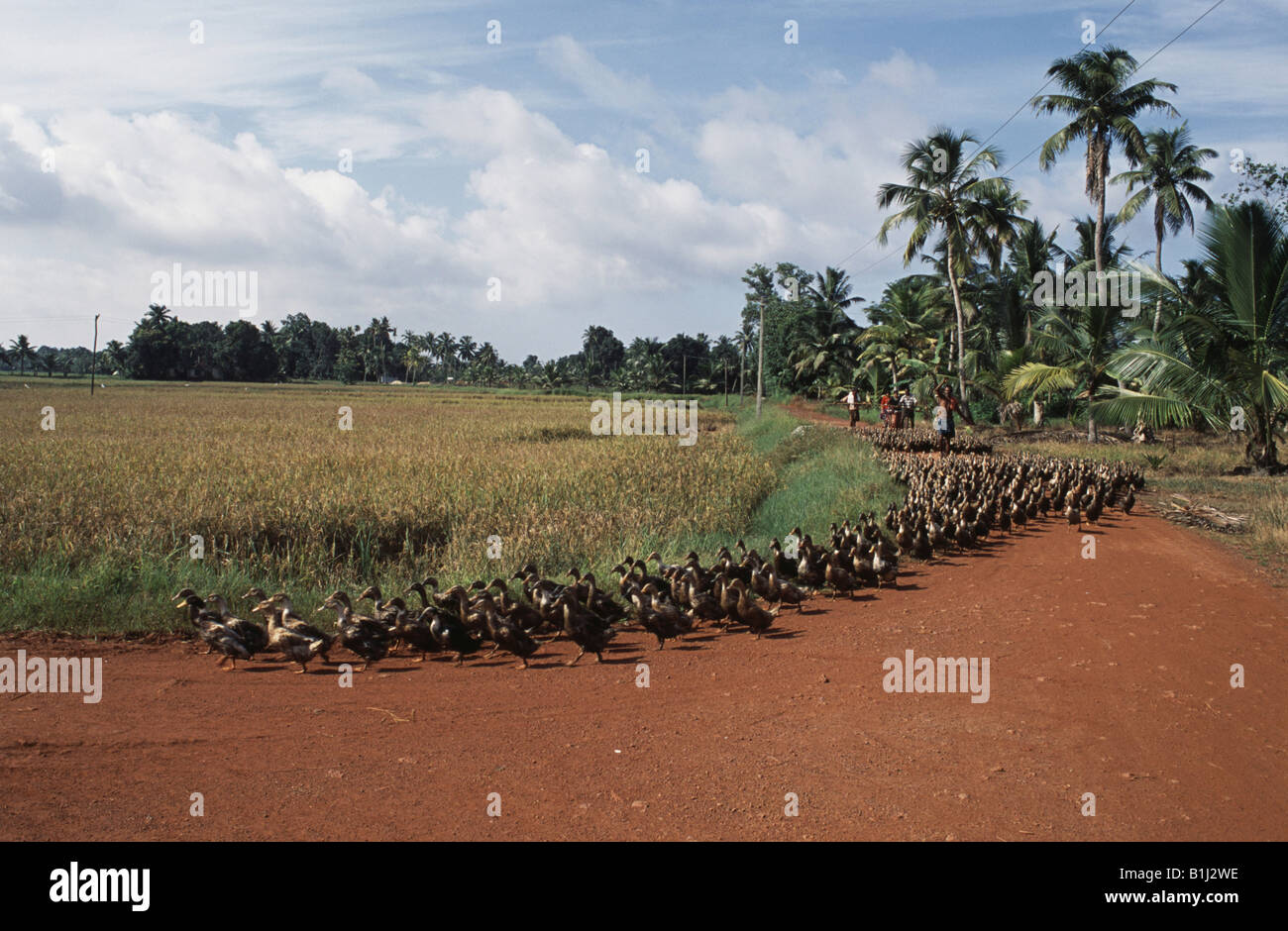 Three people herding a flock of ducks on a dirt road, Kuttanad ...