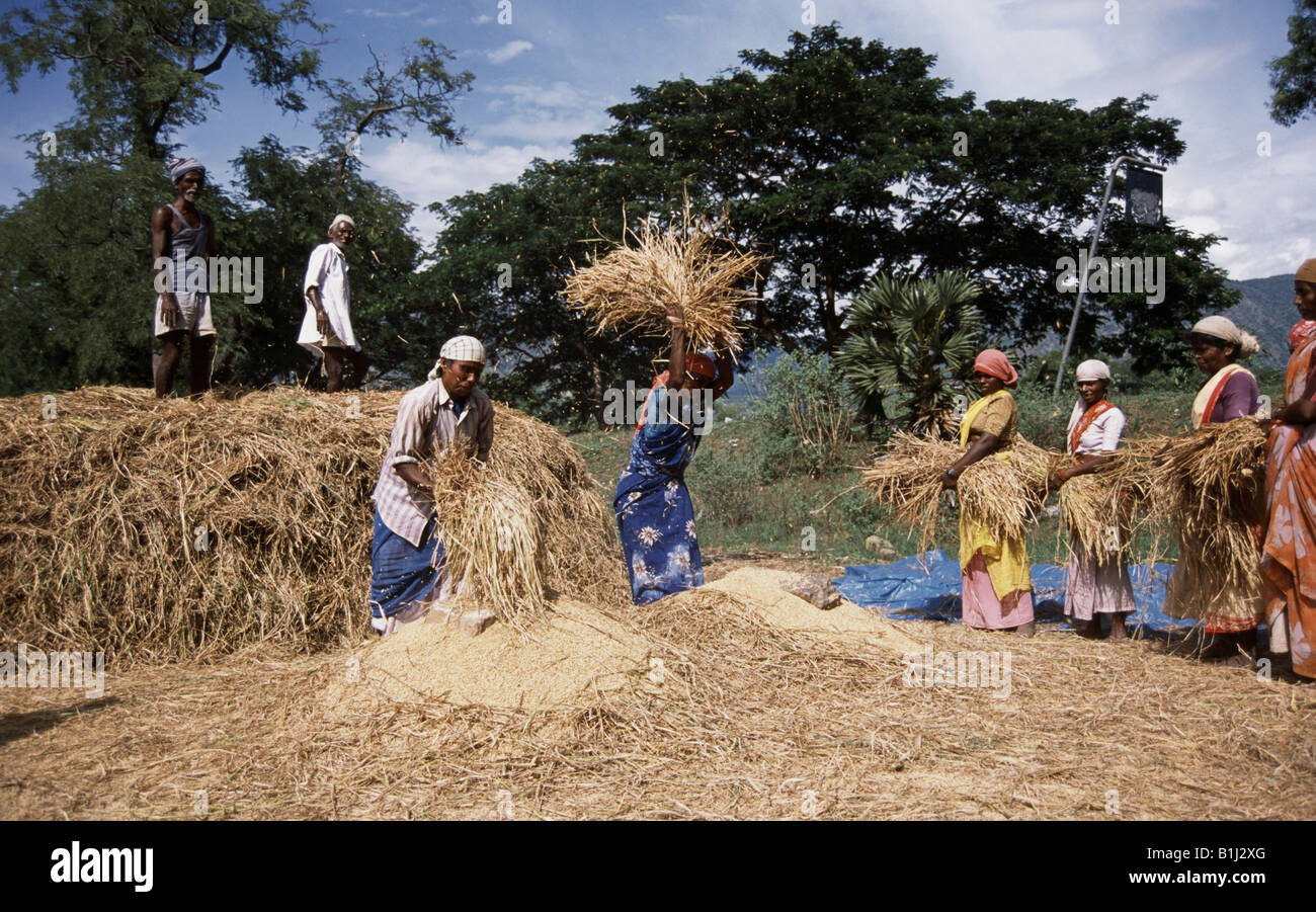Group of people threshing rice crop in a field, Tamil Nadu, India Stock ...