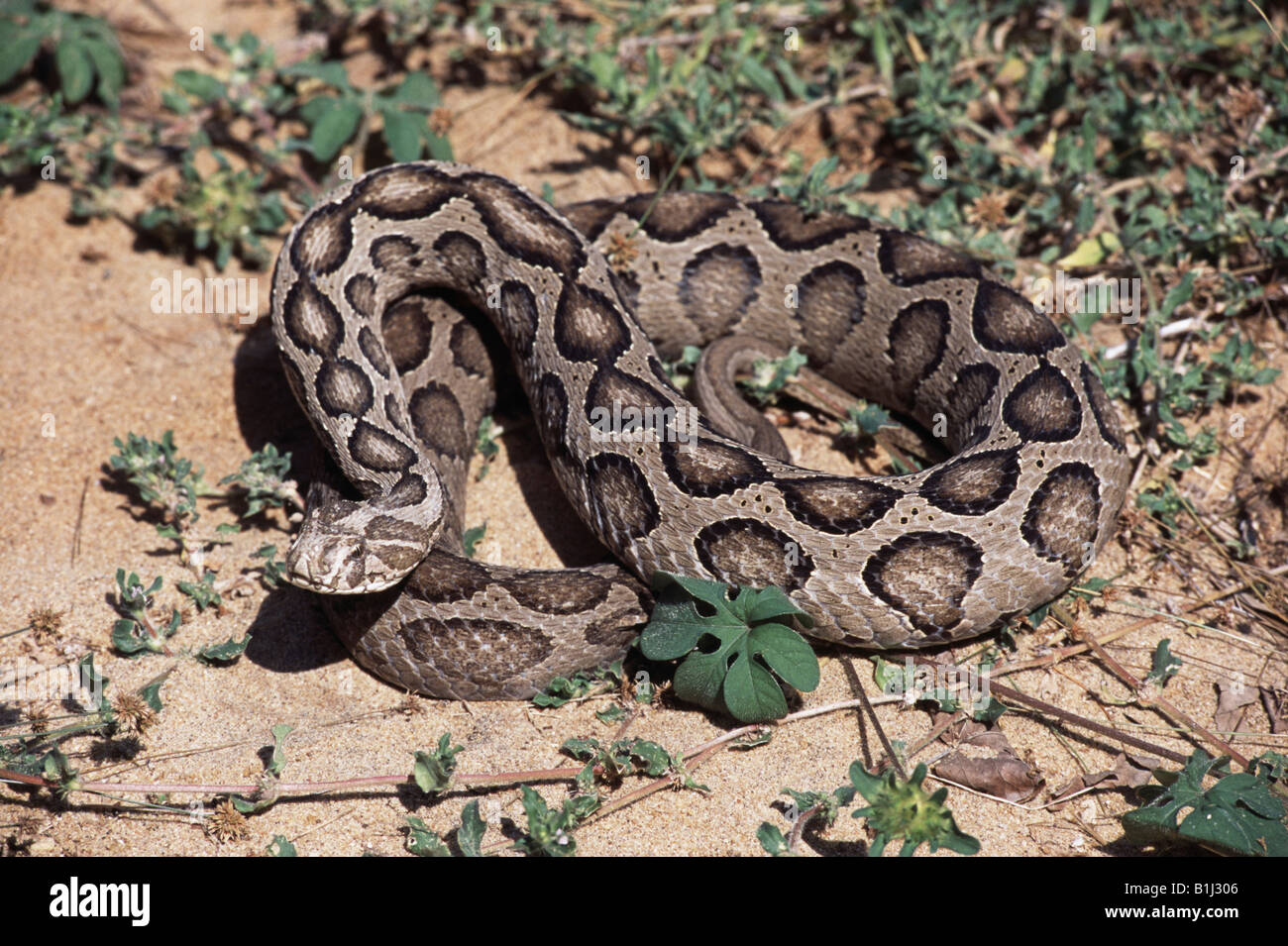 Veleno Di Vipera Russell