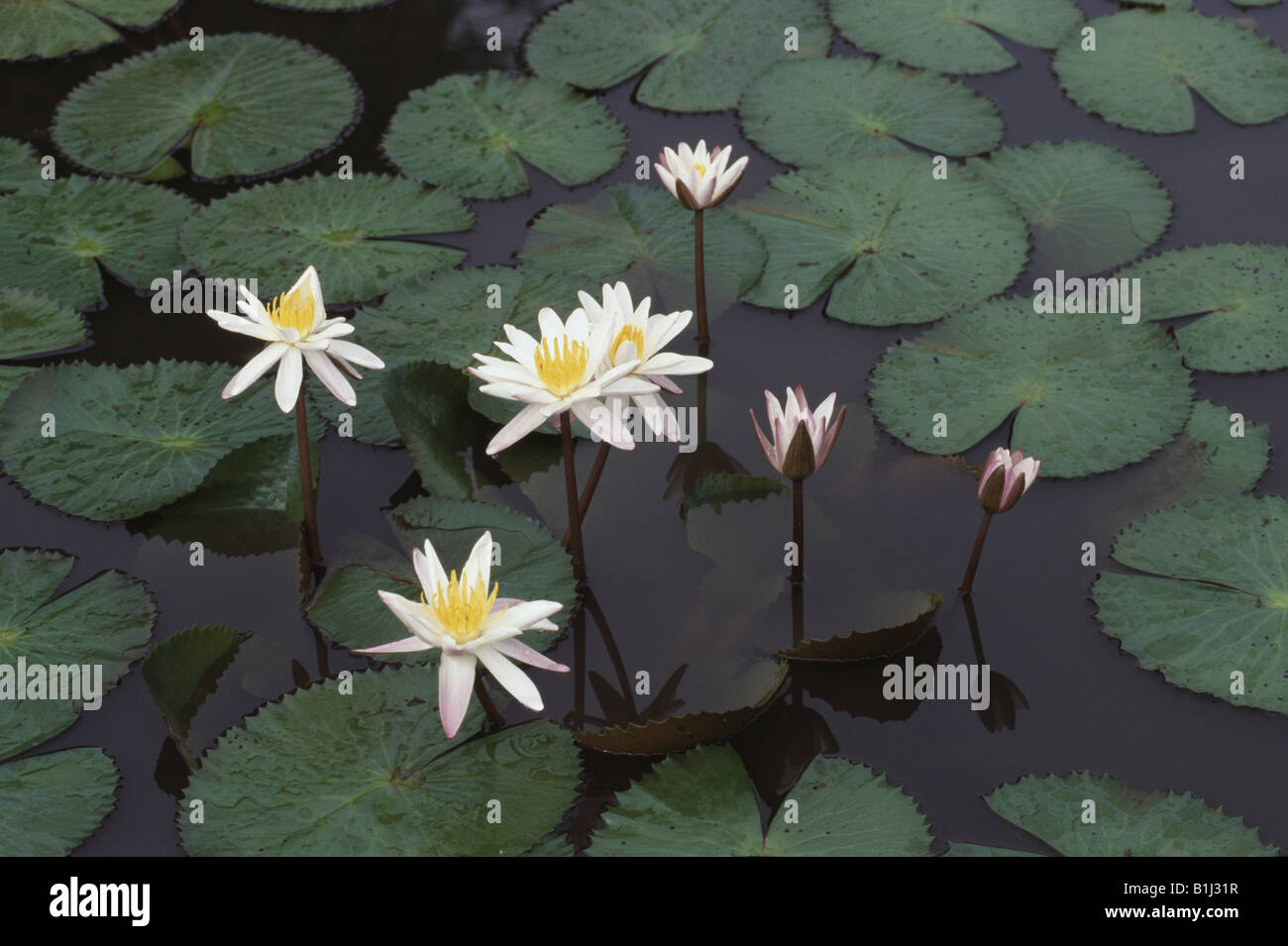 Water lilies in pond tamil hi-res stock photography and images - Alamy