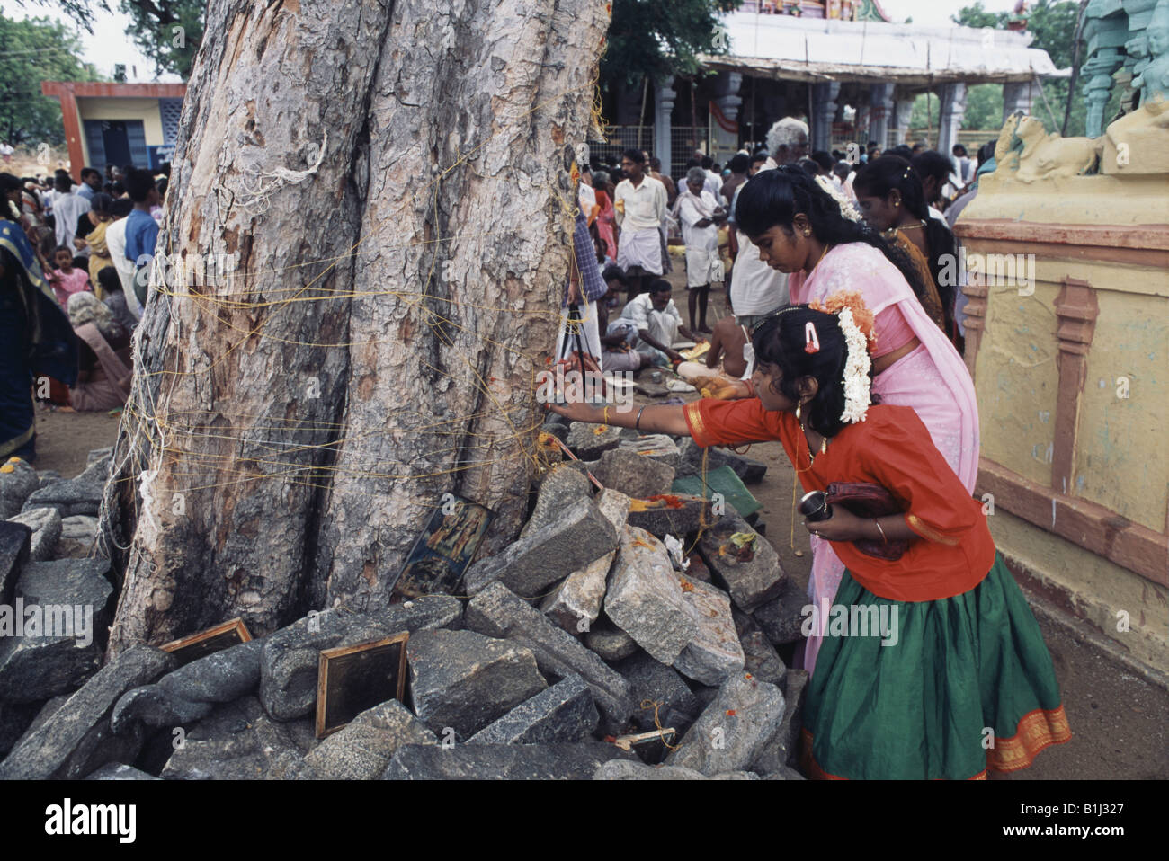 India ficus religiosa pipal tree hi-res stock photography and images ...