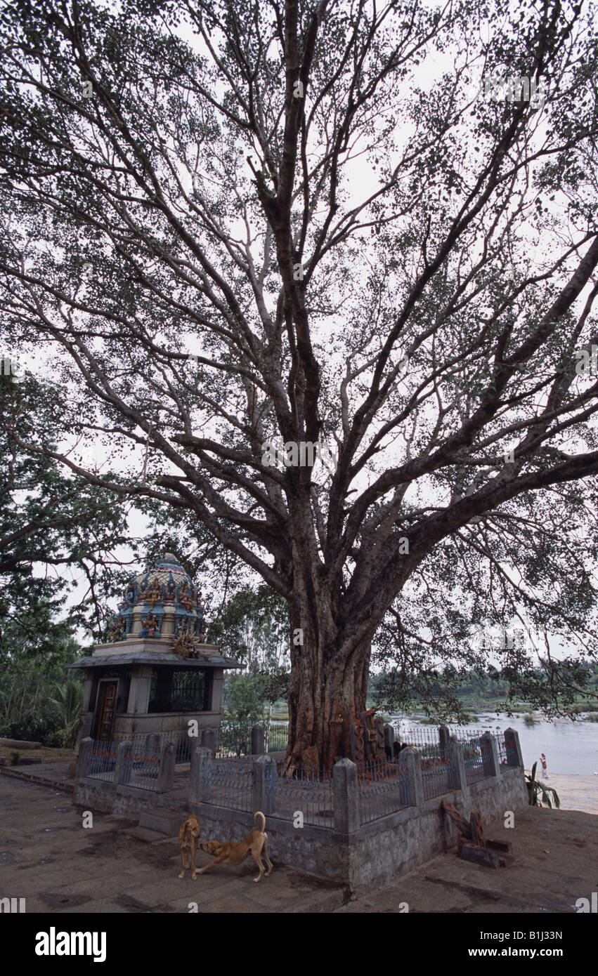 Sacred fig tree (Ficus religiosa Linn) beside a temple Stock Photo - Alamy