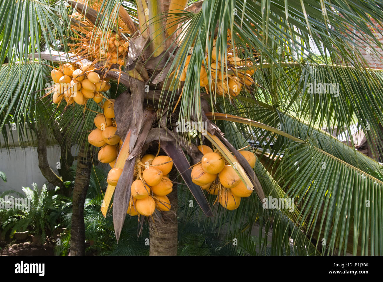 Bunches of luscious bright orange coloured coconuts known as King ...