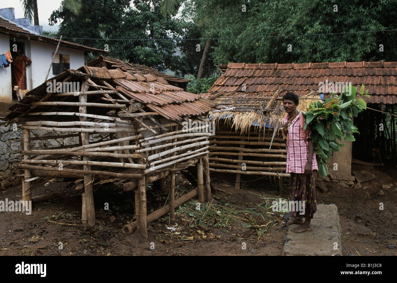 Side profile of an Irula tribal man standing with fodder near a shelter ...