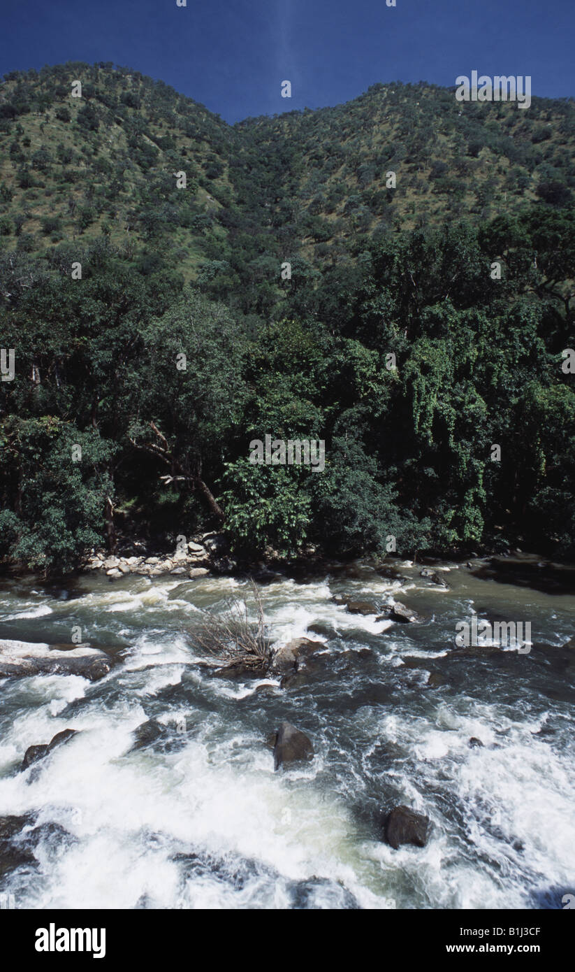 River flowing through a forest, Moyar River, Tamil Nadu, India Stock ...