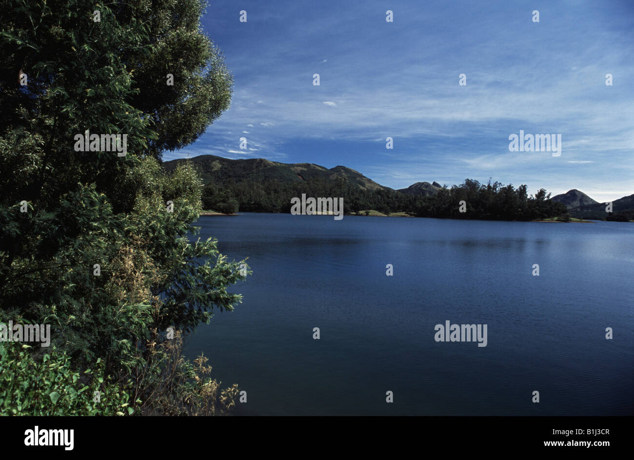 Trees at the lakeside, Mukurthi Lake, Mukurthi National Park, Tamil ...
