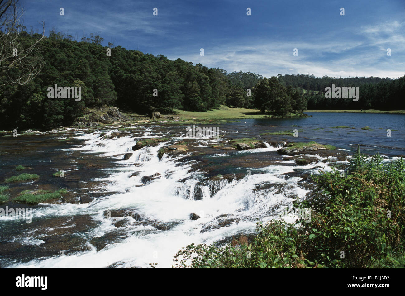 River passing through a forest, Pykara Falls, Nilgiris, Tamil Nadu ...