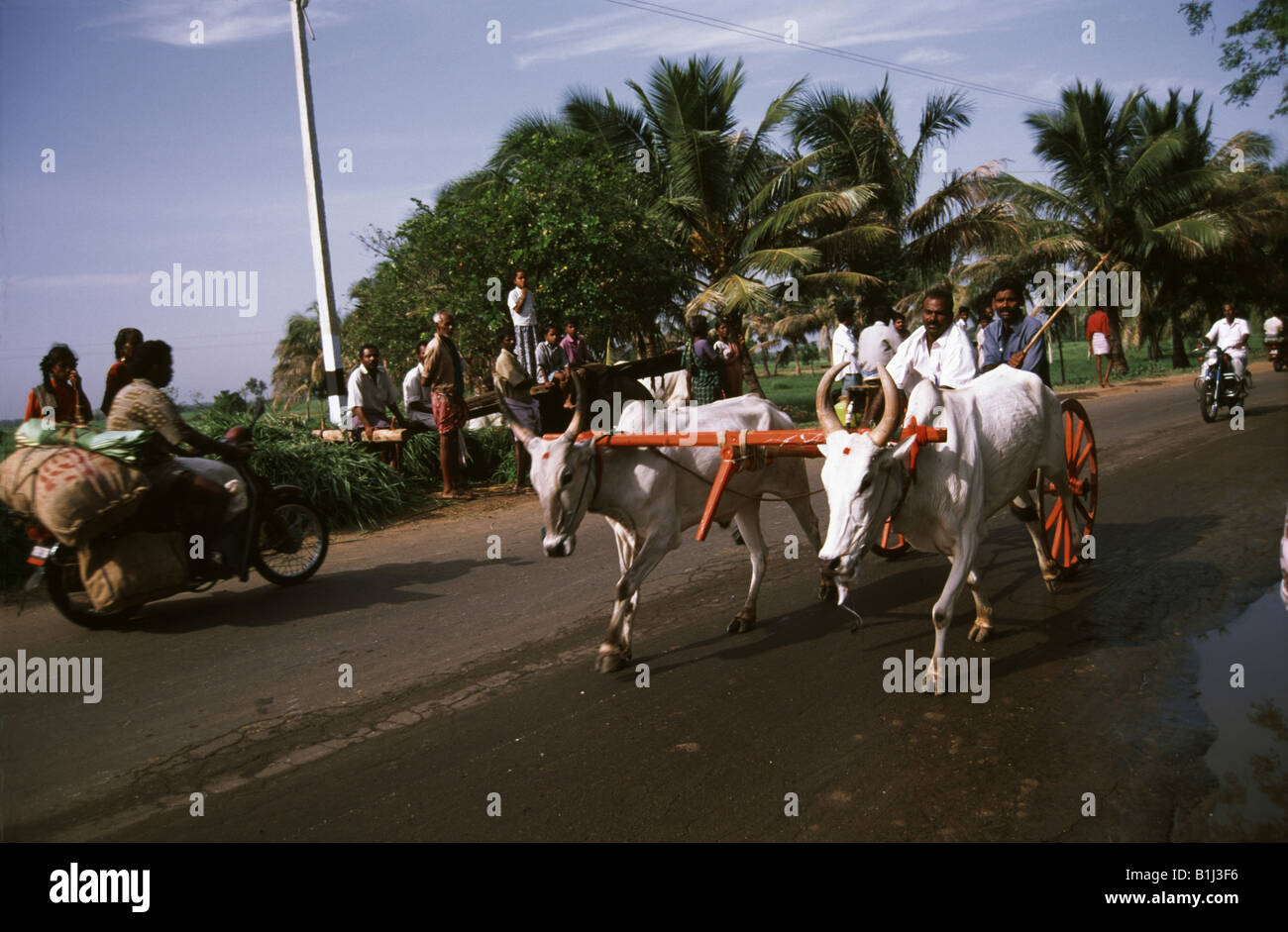 Bullock cart race hi-res stock photography and images - Alamy