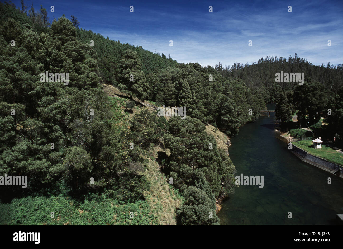 Trees on mountains, Mukurthi Lake, Mukurthi National Park, Nilgiris ...