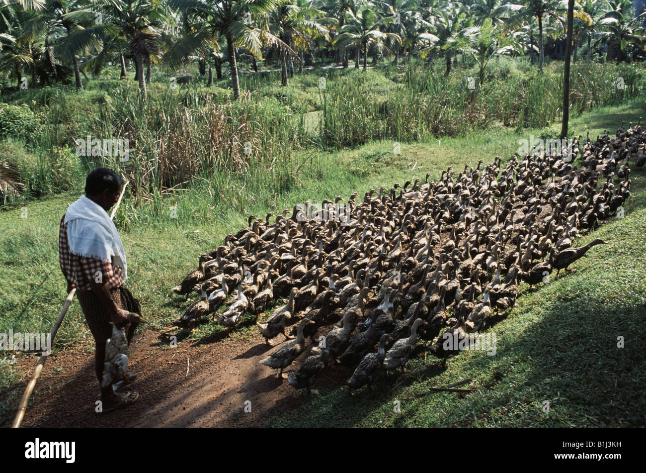 Herding stick hi-res stock photography and images - Alamy