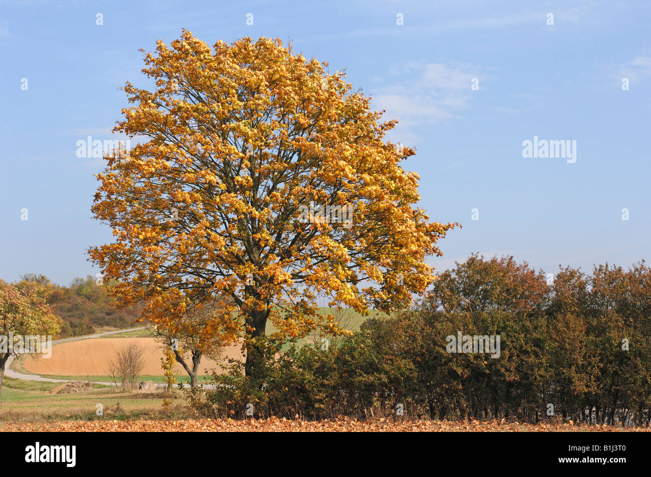 Norway Maple (Acer platanoides) in autumn Stock Photo - Alamy