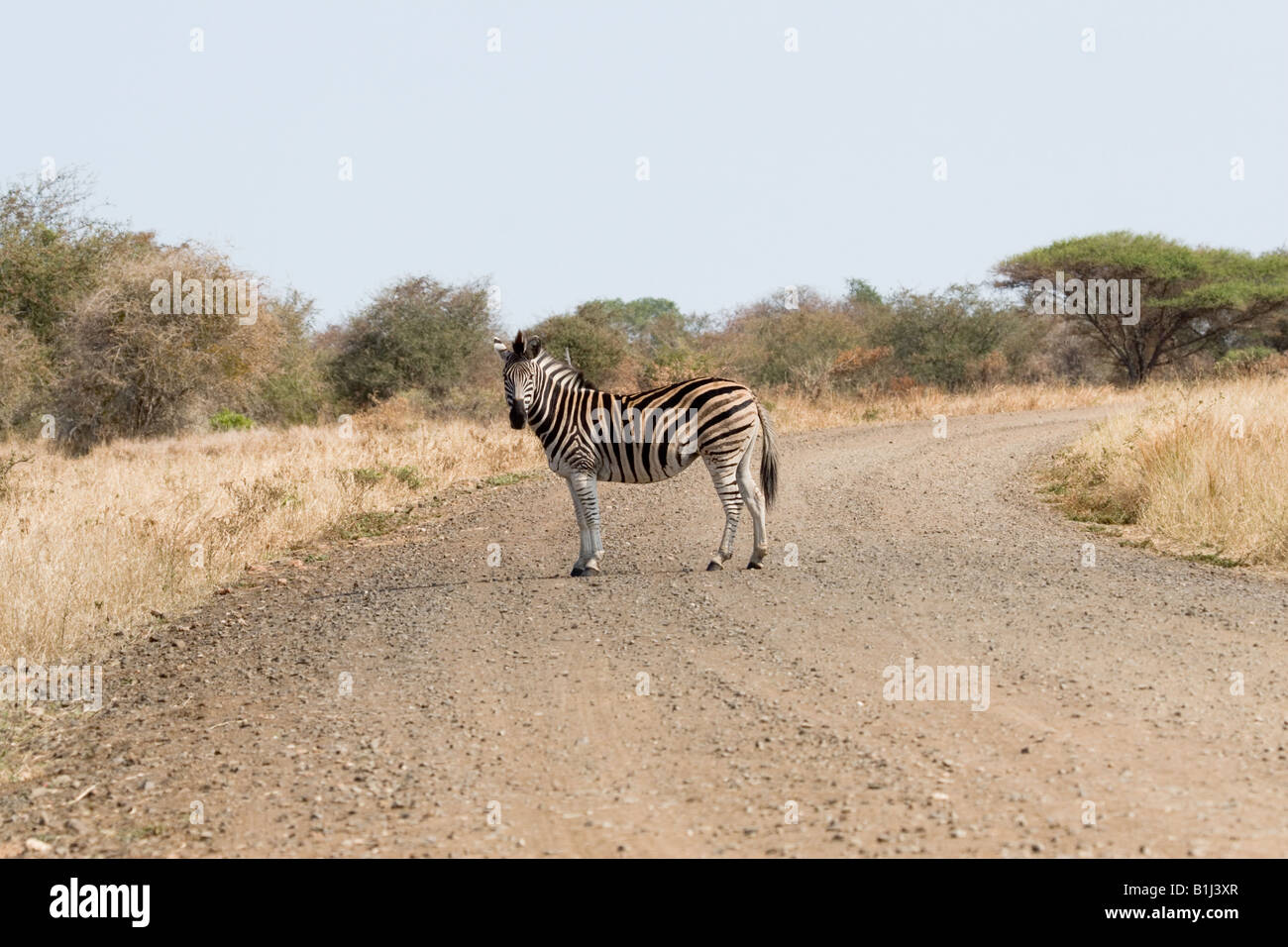 Zebra crossing road Stock Photo - Alamy