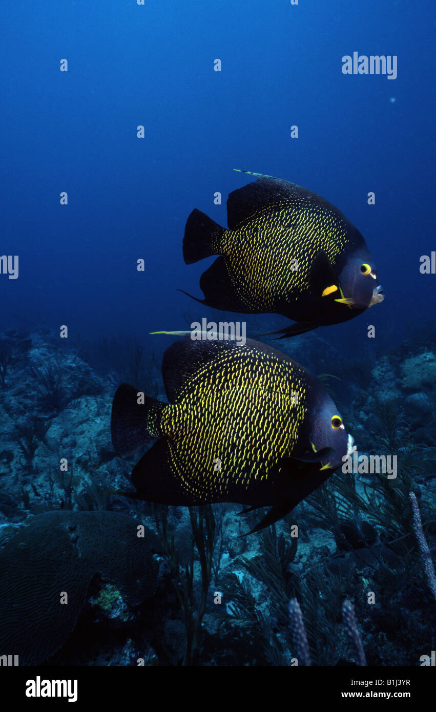Side profile of two angelfish swimming underwater Stock Photo - Alamy