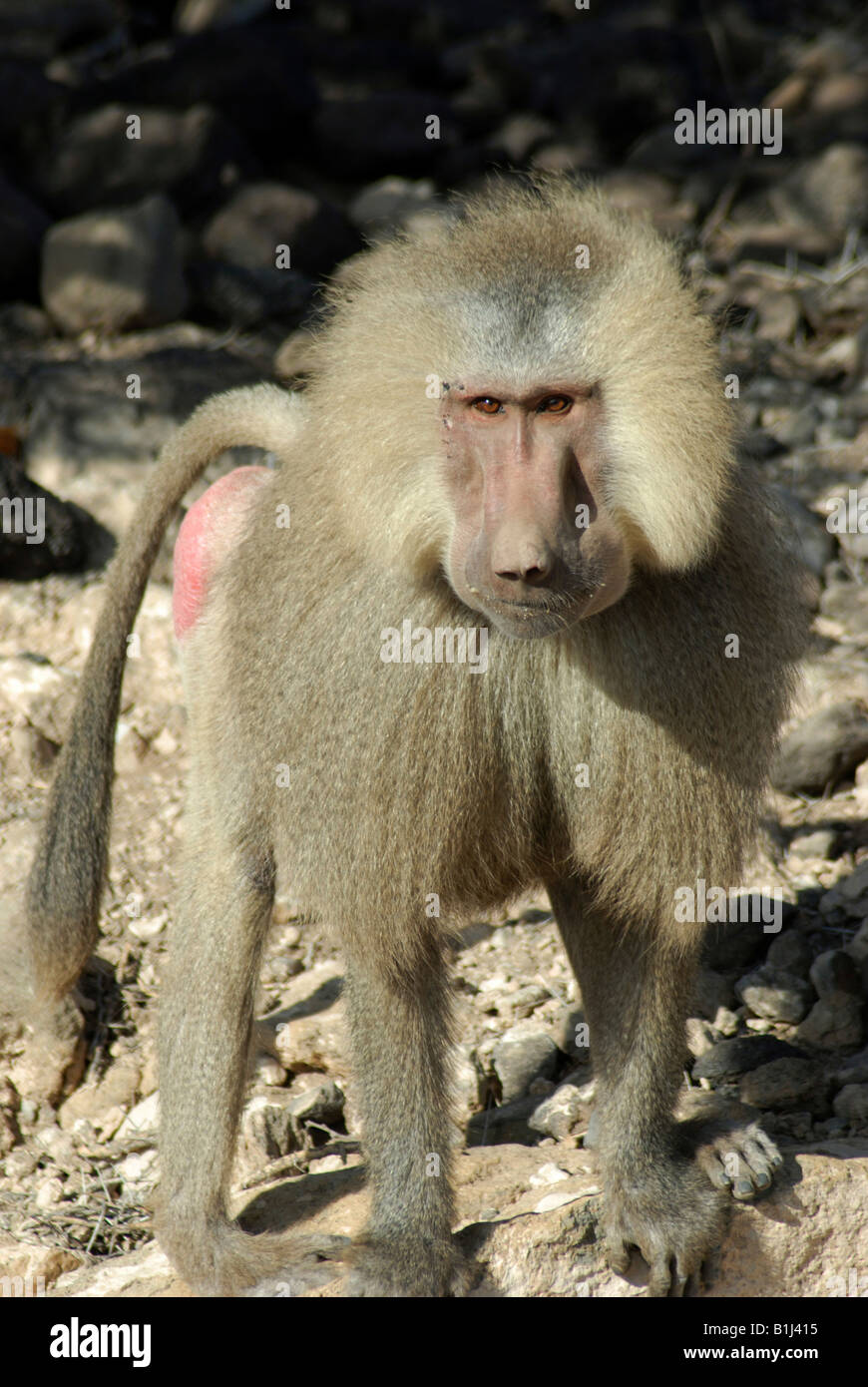 Baboon standing on rocks, Djibouti Stock Photo - Alamy