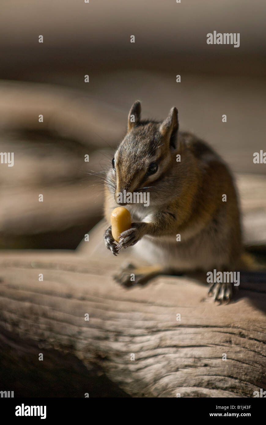 Close-up of a chipmunk eating a nut, Rocky Mountain National Park ...