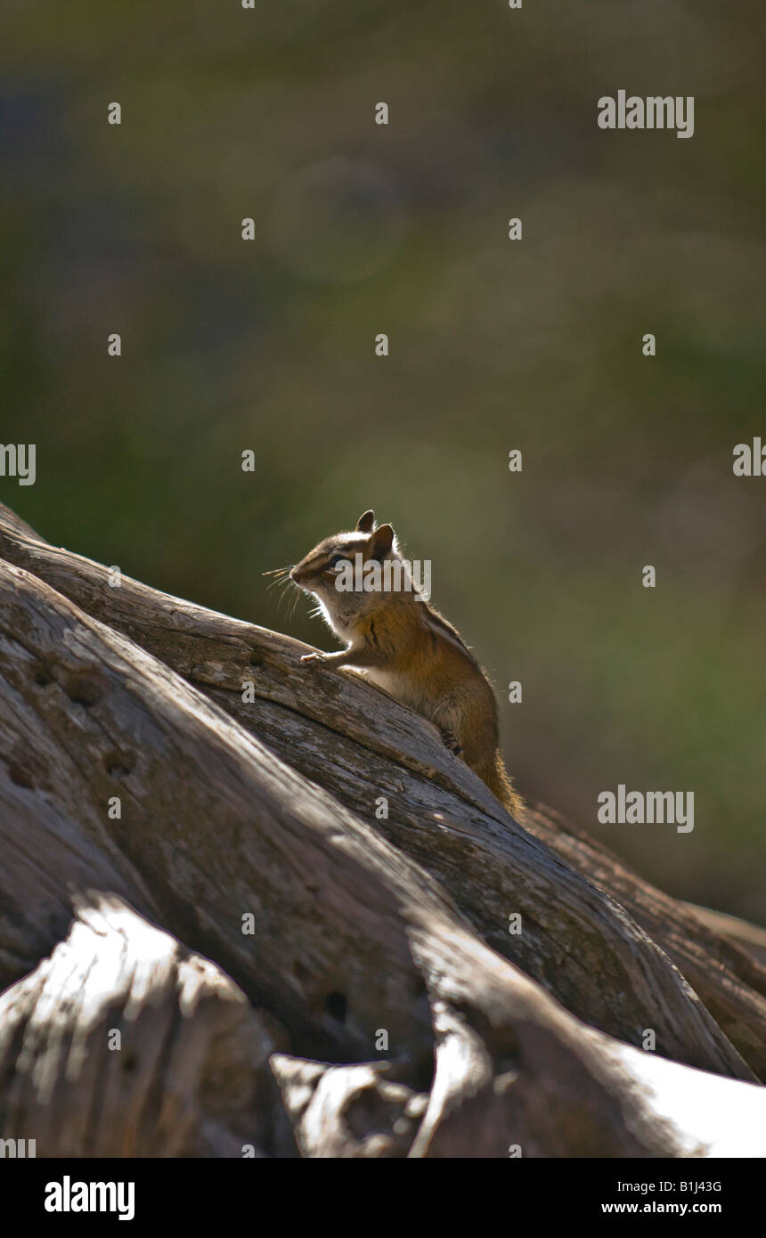Chipmunk sitting on a log, Rocky Mountain National Park, Colorado, USA ...