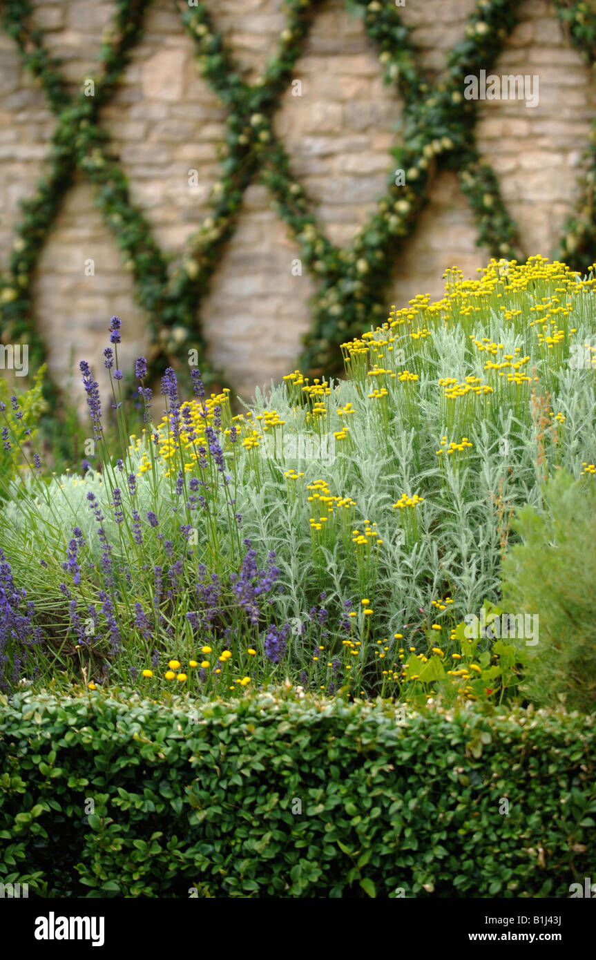 Lavender hidcote hedge hi-res stock photography and images - Alamy