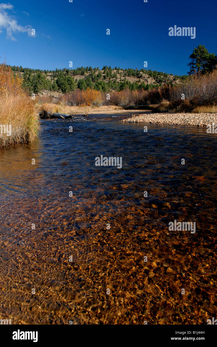 Plants at the riverside, Rocky Mountain National Park, Colorado, USA ...