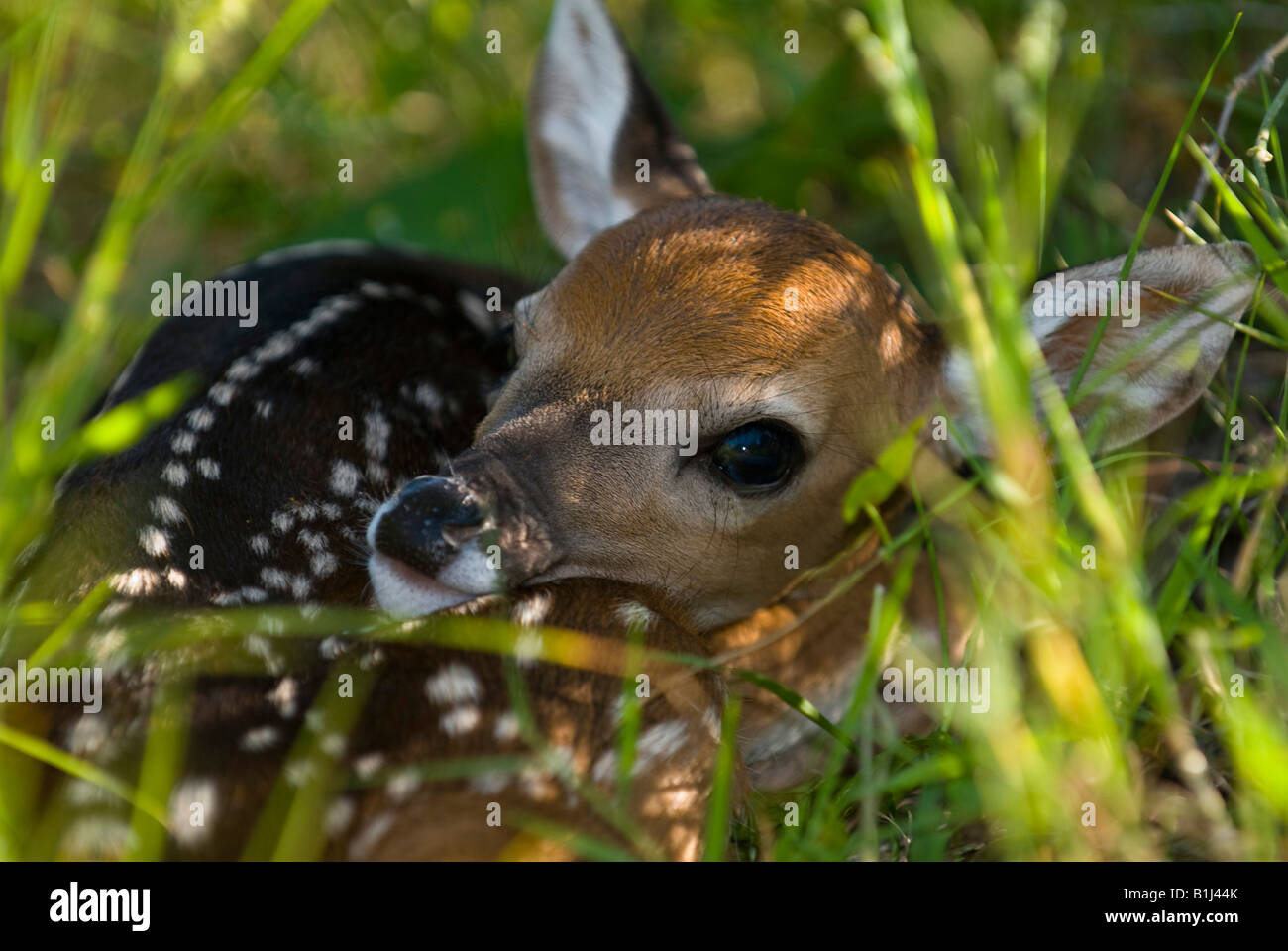 White tailed deer fawn face hi-res stock photography and images - Alamy