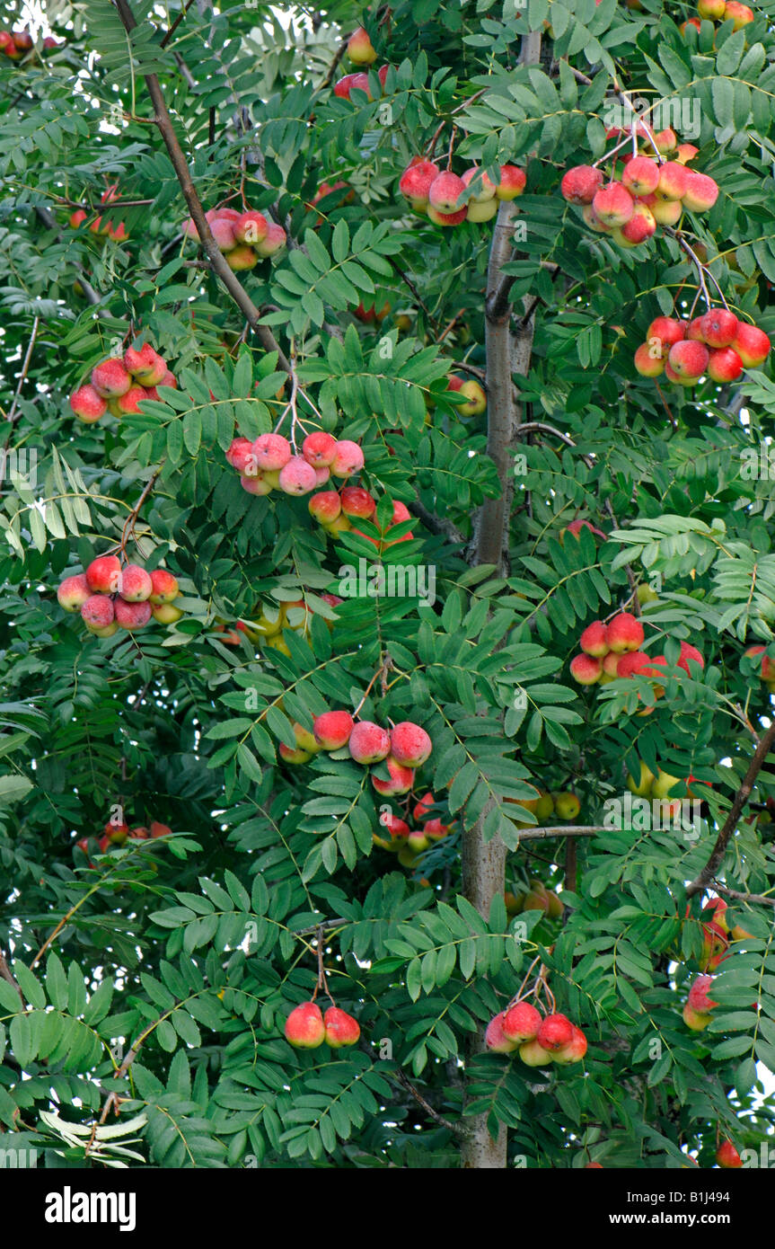 True Service Tree (Sorbus domestica Sossenheimer Riesen), fruit on tree ...