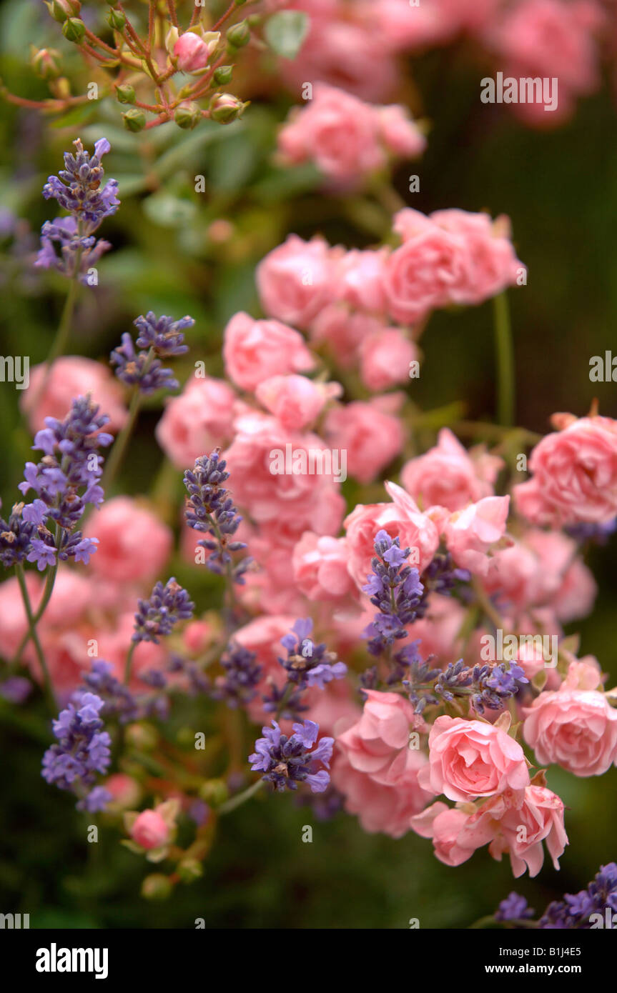 LAVENDER AND ROSES IN AN ENGLISH COTTAGE GARDEN UK Stock Photo - Alamy