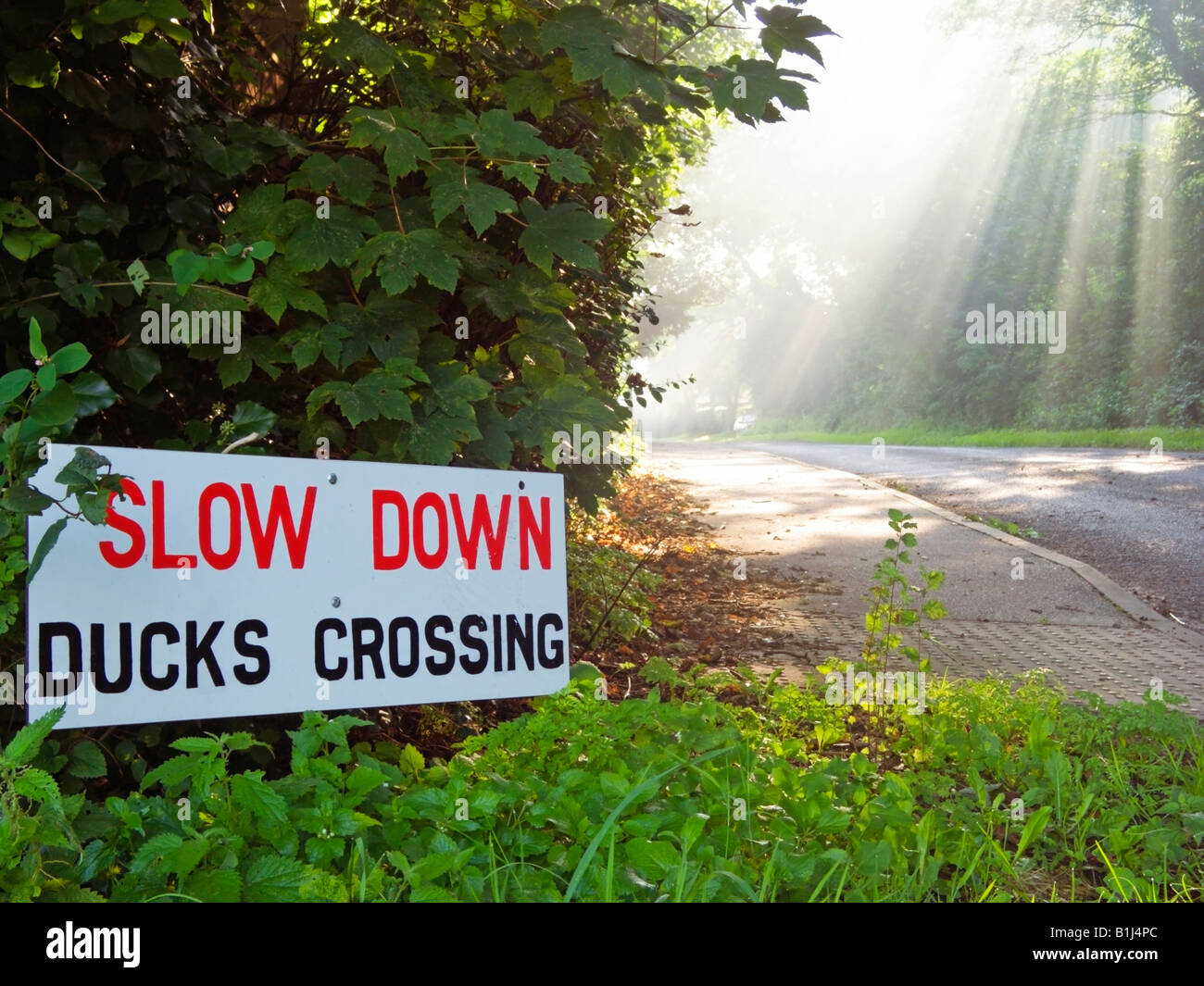 Slow Down Ducks Crossing Sign Typical Countryside Scene Sun Filtering ...