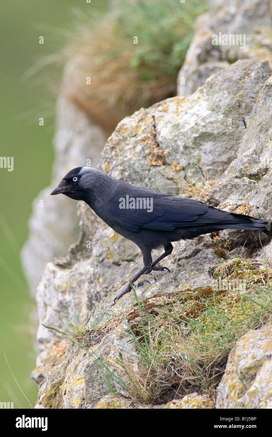 Corvus monedula cliff hi-res stock photography and images - Alamy