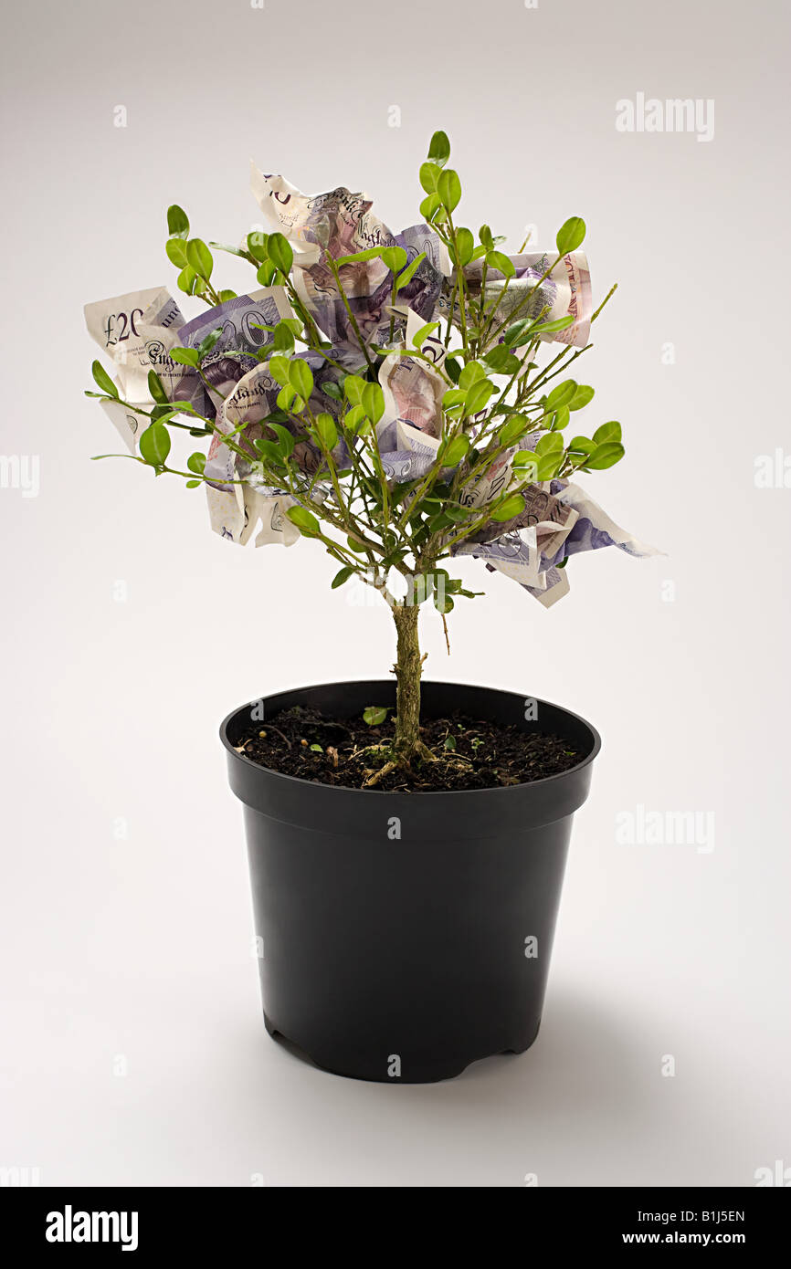 Money tree pounds hi-res stock photography and images - Alamy