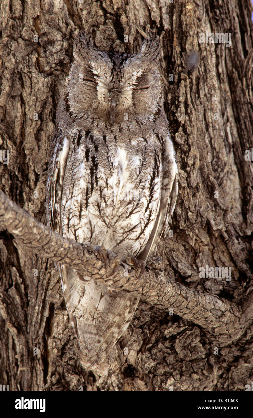 Scops Owl Otus scops perched well camouflaged against a tree trunk ...