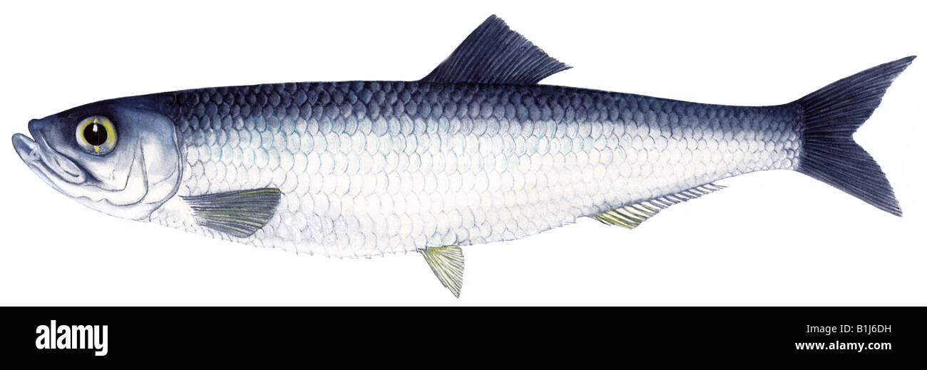 Black sea sprat hi-res stock photography and images - Alamy