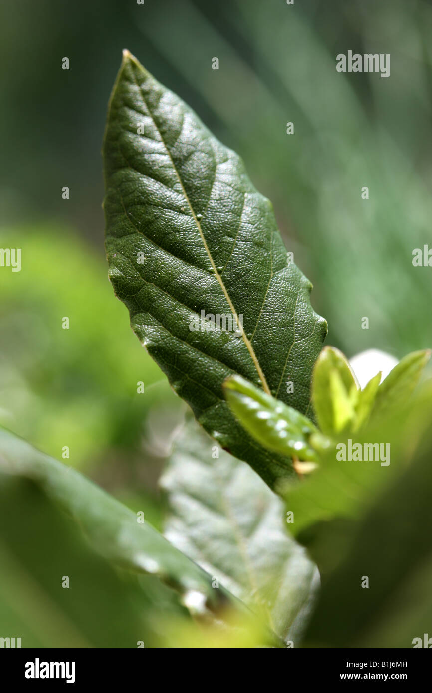 Herbs laurel Laurus nobilis Stock Photo - Alamy