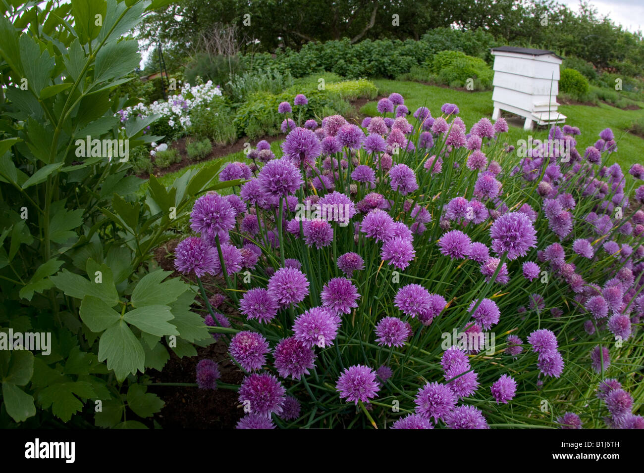 Cottage Garden with flowering chives and traditional Beehive Norfolk ...