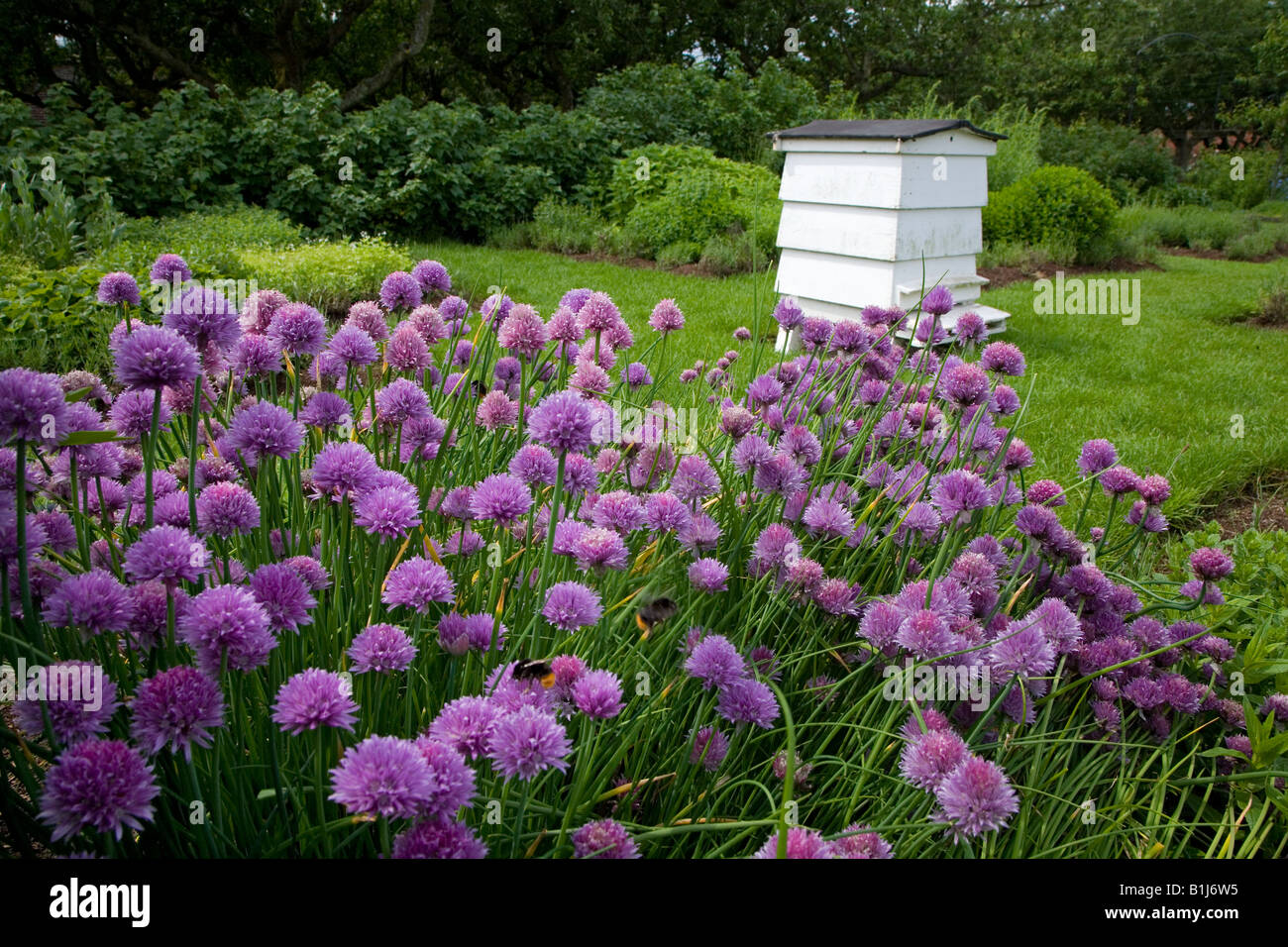 Cottage Garden with flowering chives and traditional Beehive Norfolk ...