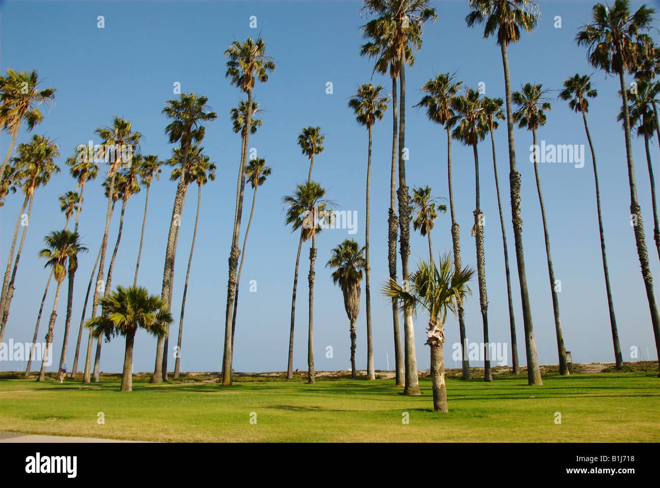 Palm trees along the beach, Santa Barbara, California, USA Stock Photo ...