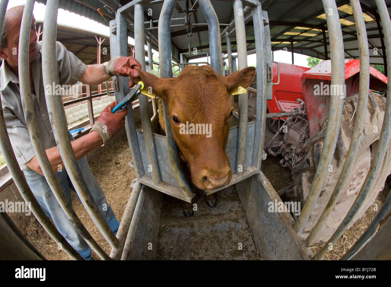 Cattle crush hi-res stock photography and images - Alamy