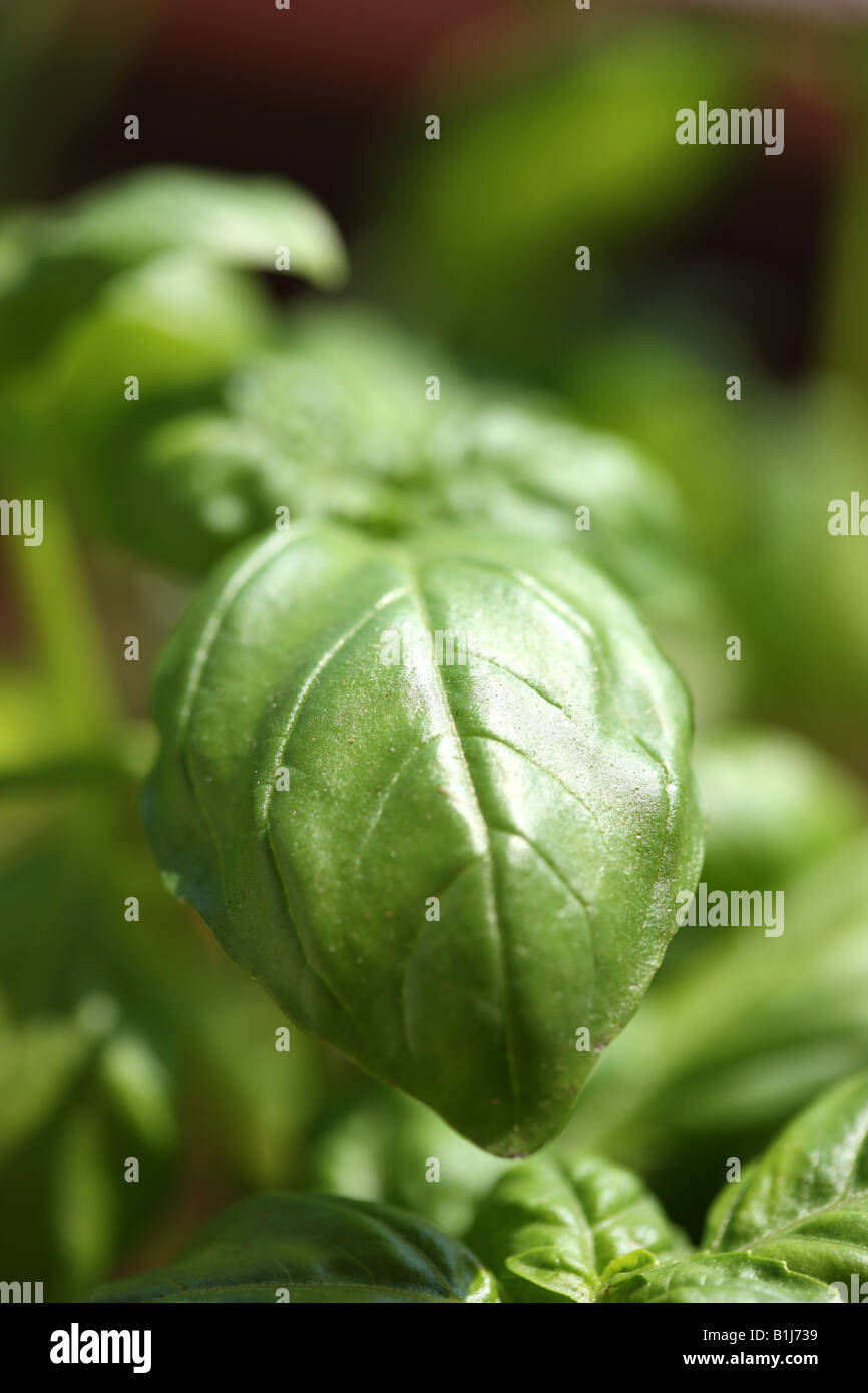 Herbs Basil Ocimum basilicum Stock Photo - Alamy