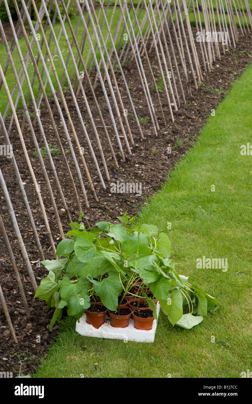 Runner Bean Plants ready for planting out Norfolk June Stock Photo - Alamy