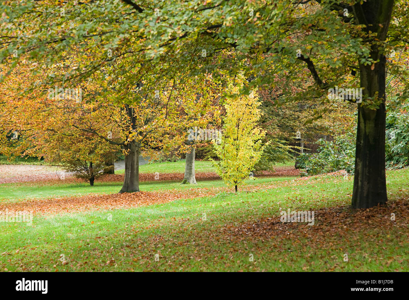 Trees in botanical garden Stock Photo - Alamy