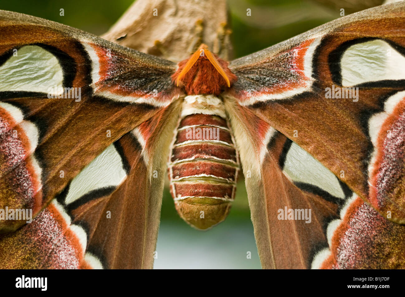 Atlas moth hi-res stock photography and images - Alamy