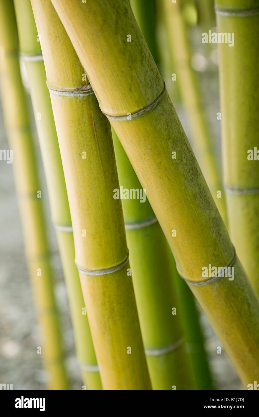 Bamboo hi-res stock photography and images - Alamy