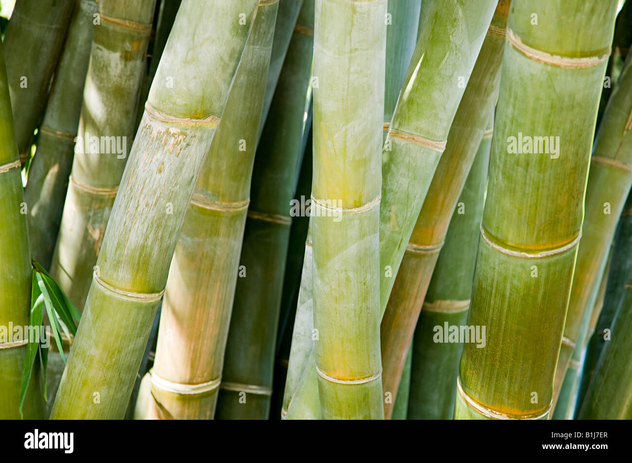 Bamboo plant hi-res stock photography and images - Alamy