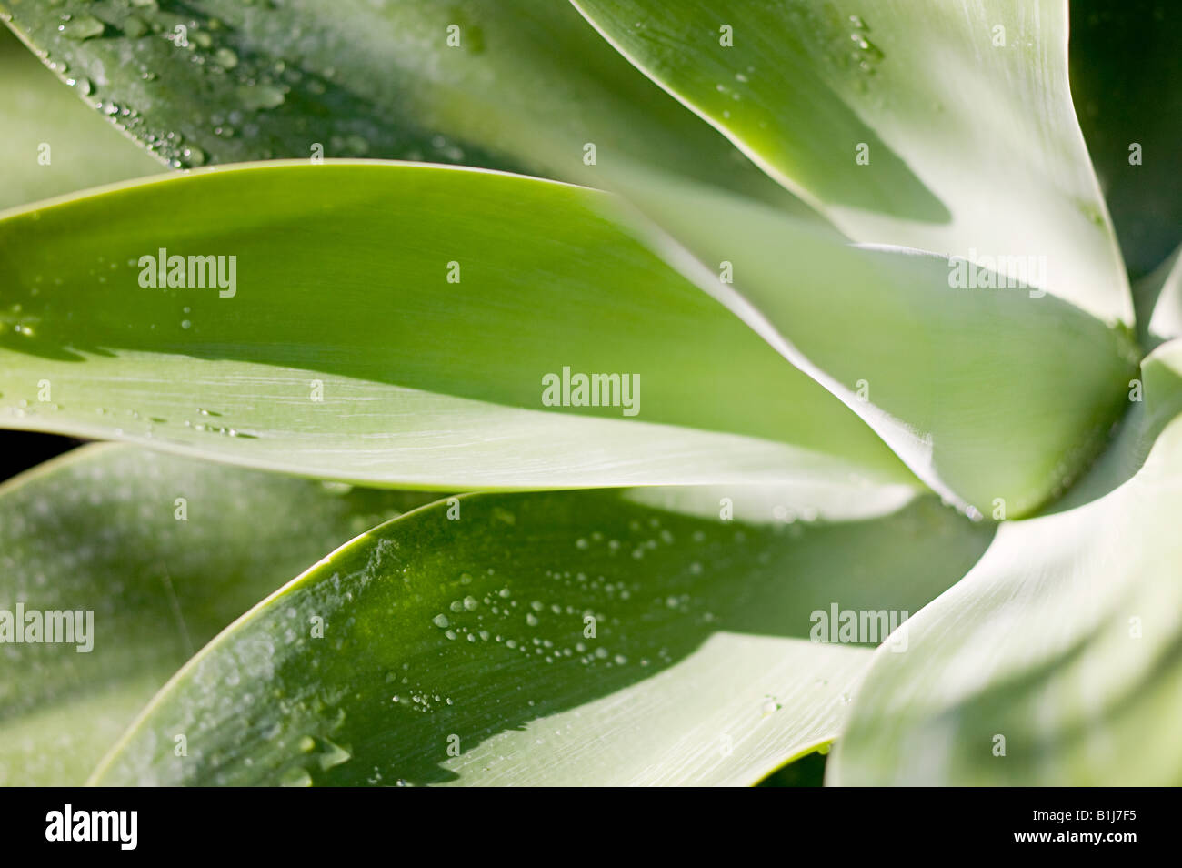 Yucca leaf hi-res stock photography and images - Alamy