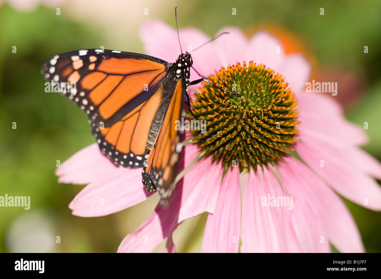 Point monarch butterfly hi-res stock photography and images - Alamy